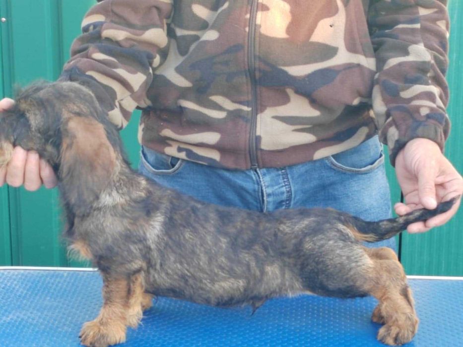 Pui teckel sarmos Ploiesti • OLX.ro