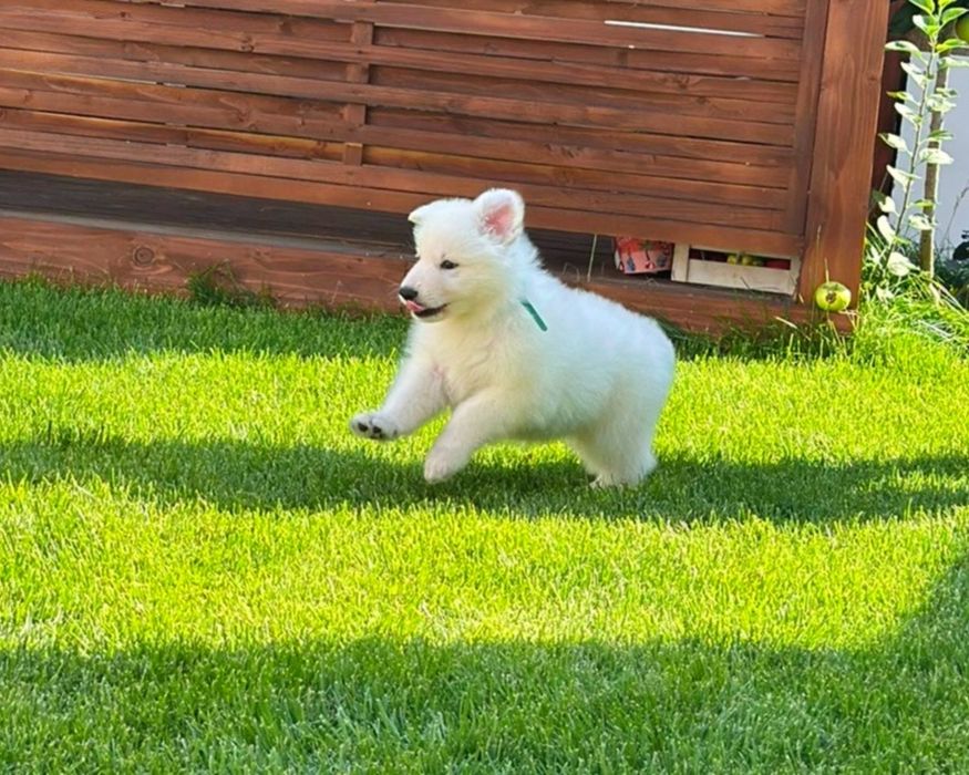 Ciobanesc alb elvetian Lup alb Ramnicu Valcea • OLX.ro