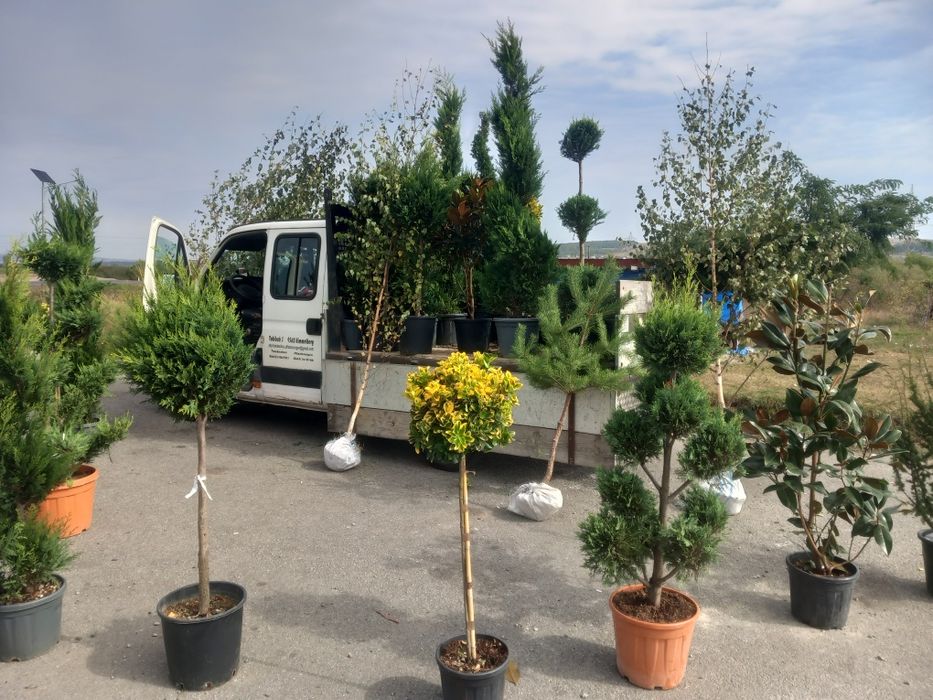 Tuia/thuja de diferite forme/arbori ornamentali, mesteacăn, tei Otopeni ...