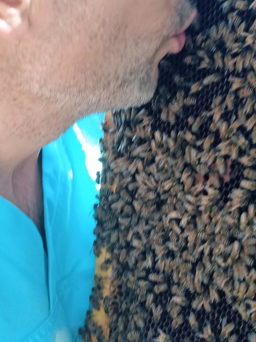 Regine matci albine Buckfast Alexandria • OLX.ro