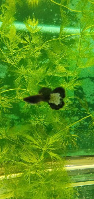 Guppy ,gupy, gupi Ludus • OLX.ro