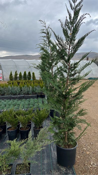 Tuia smaragd , producator Cluj-Napoca • OLX.ro