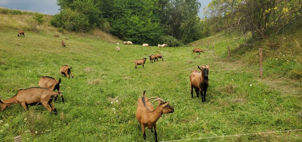 Capre alpine franceze Urecheni • OLX.ro