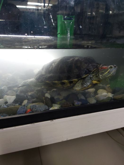 Черепашки красноухие. Черепахи водяные. Черепаха. Черепашка: 4 500 тг ...