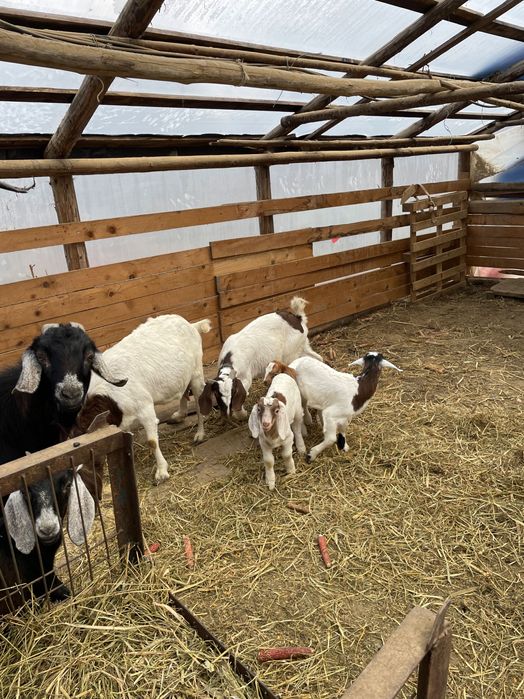 Vând capre anglo nubiene și boer Dej • OLX.ro