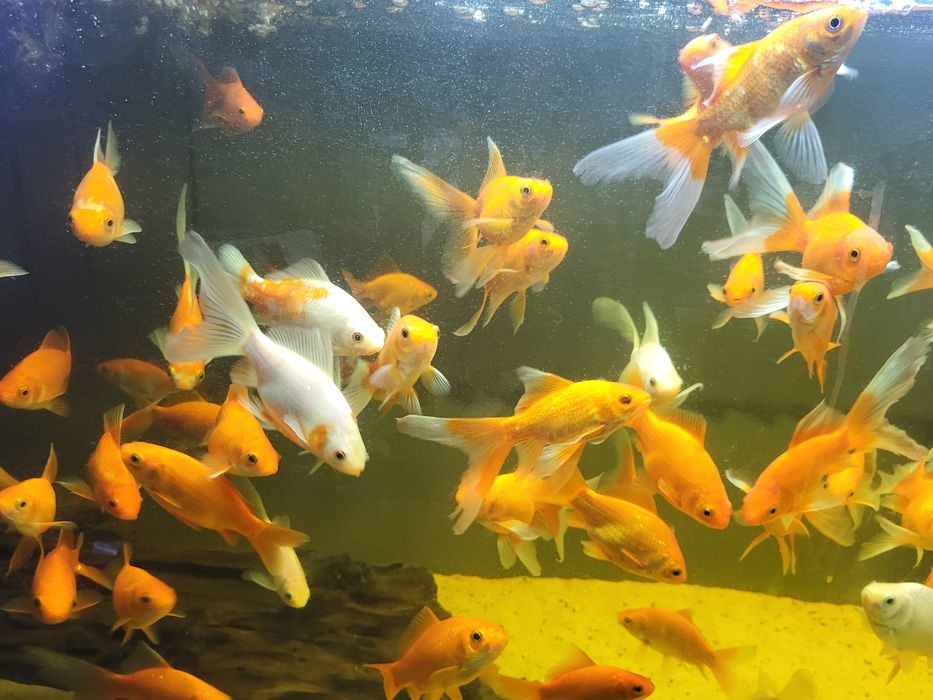 Pesti de iaz si acvariu Caras auriu ( Carassius auratus red ) Arad • OLX.ro