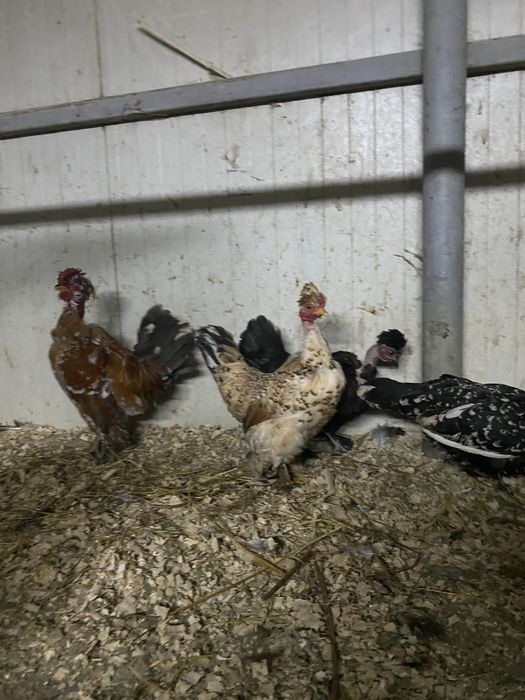 Perechi gaini pitice motate barboase golase Adjud • OLX.ro