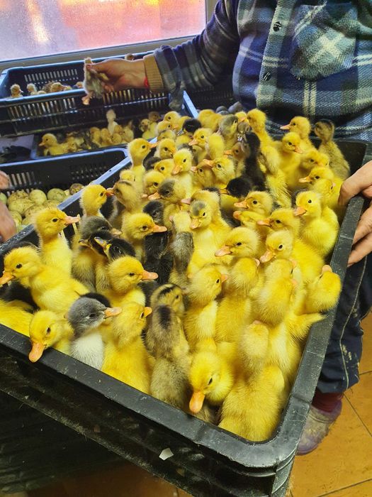 Boboci de rata promotia 2024 Tulcea • OLX.ro