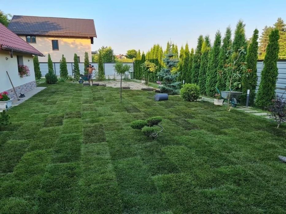 Gazon rulou se diferite tipuri/însămânțare Mangalia • OLX.ro