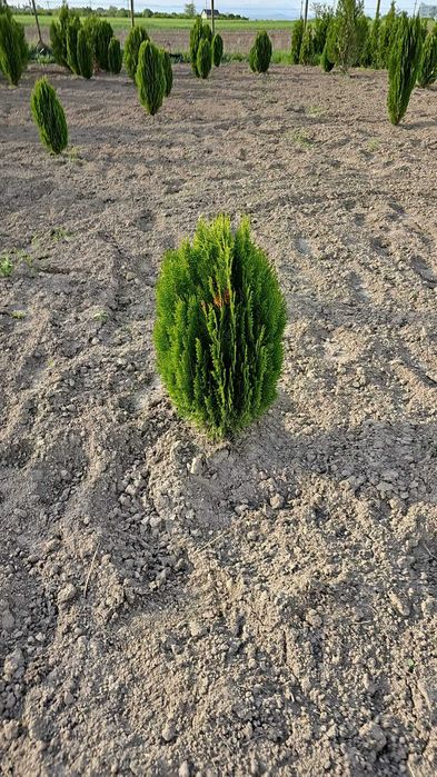 Tuia smarald glob Miercurea Sibiului • OLX.ro