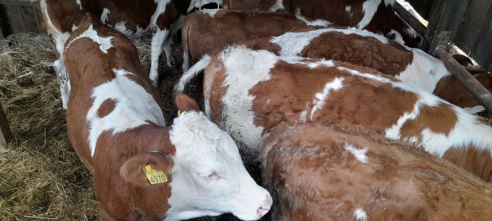 Vând 9 vitele încărcate care provin din mame bune de lapte Sarmasel ...