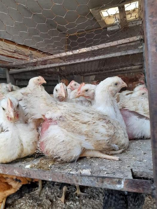De vânzare pui și pasari Gologanu • OLX.ro