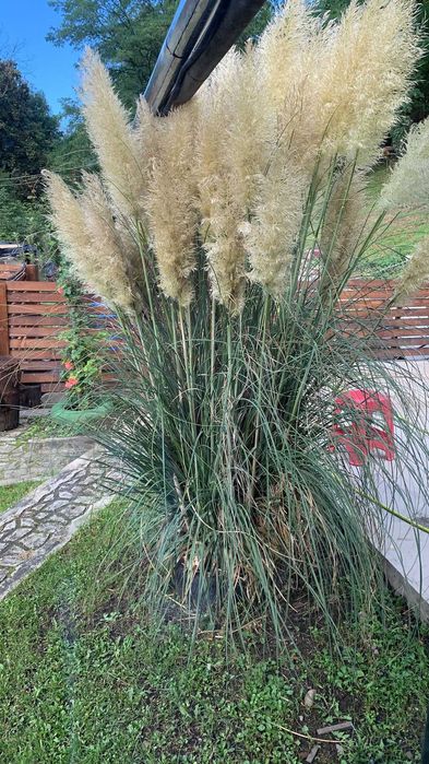 Leylandii, artar japonez, platan,Tuia smaragd! Pret Special! Branistari ...