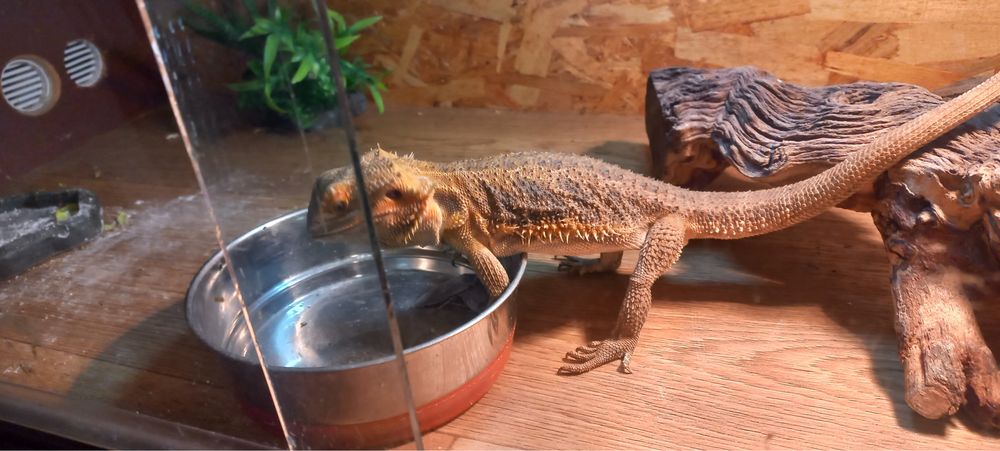 Vand dragon cu barba mascul si femela au 5 ani ..impreuna cu terari ...