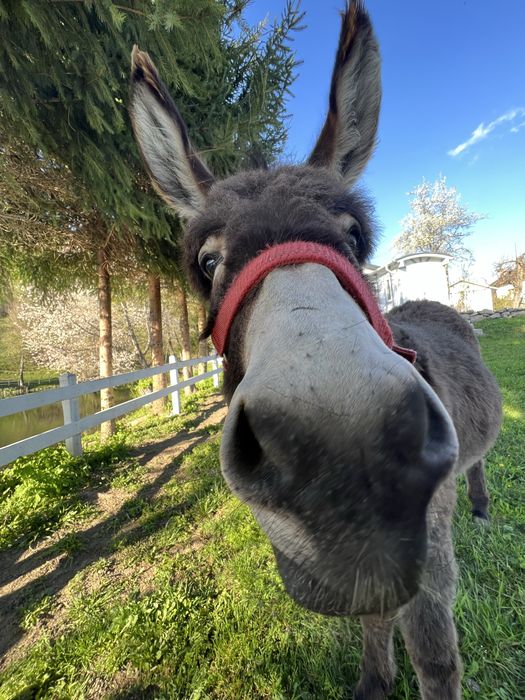 Donez magar, raspunde la numele de Chirpici Nucsoara • OLX.ro