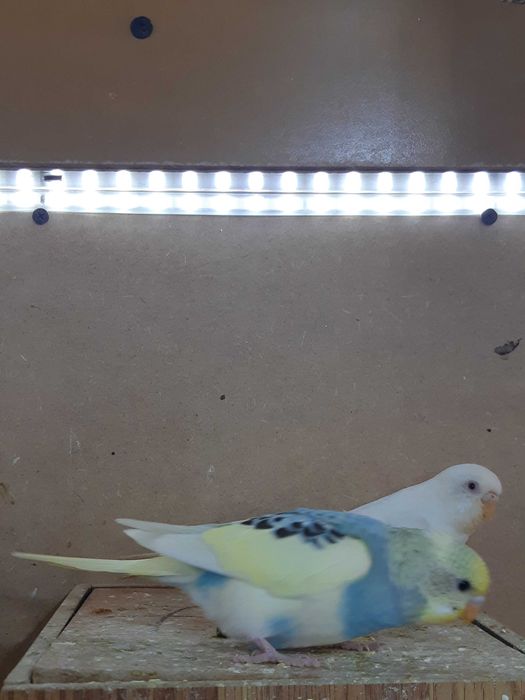 Papagalii Perusii Puisorii Blanzii.. Braila • OLX.ro