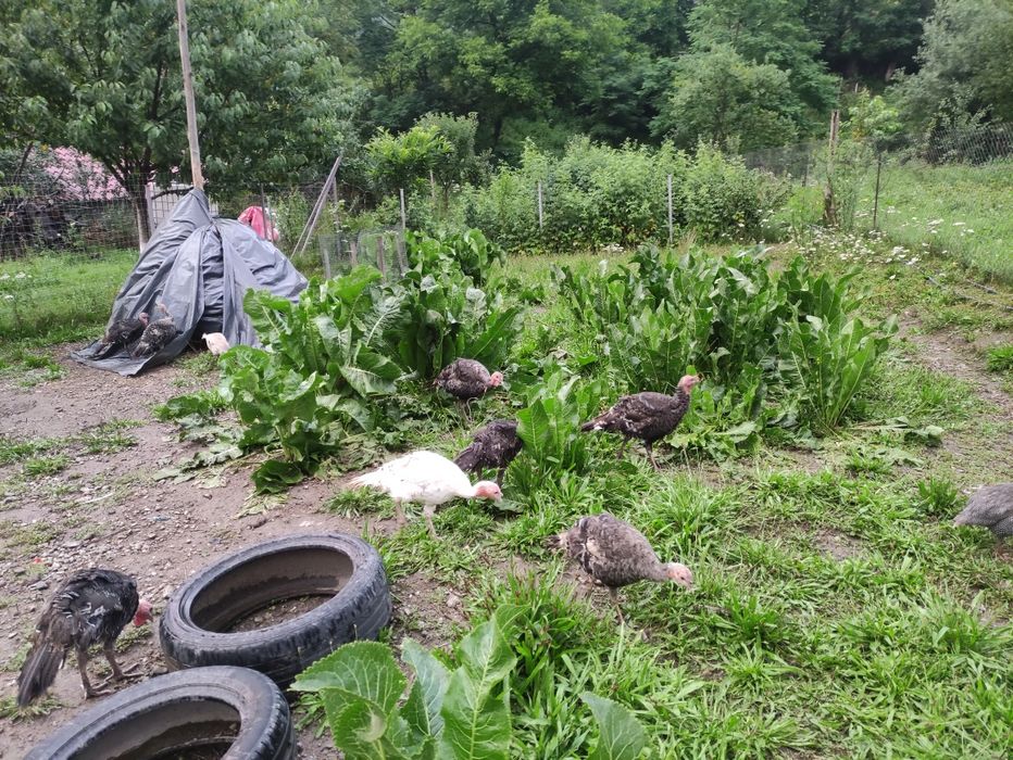 Pui de curca 2025 Petrila • OLX.ro