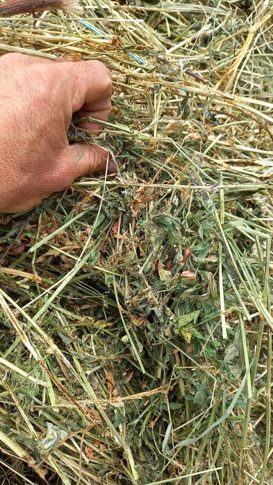 Baloti paie fan lucerna trifoi rosu la 18 km de timiisoara Timisoara ...