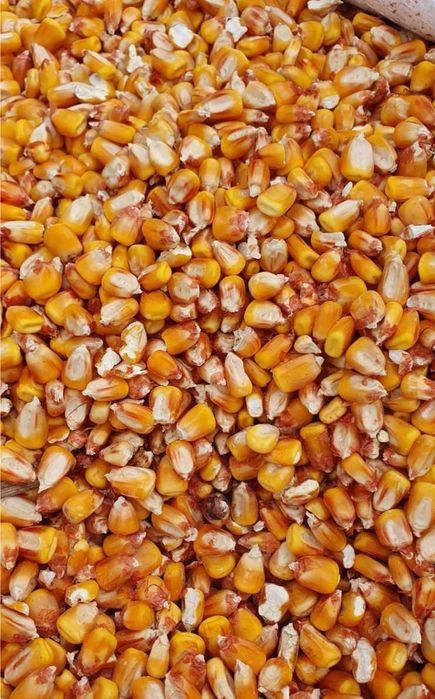 Vand porumb boabe producetie 2024 Daia • OLX.ro