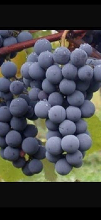 Vand struguri căpsunica. Hotarele • OLX.ro