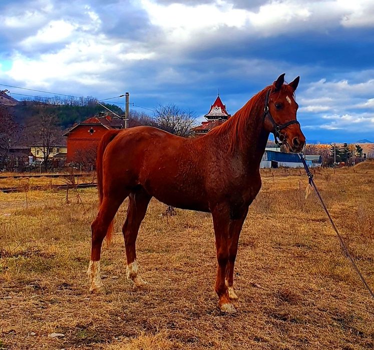 Cal iapa armasar pur sânge arab Darmanesti • OLX.ro