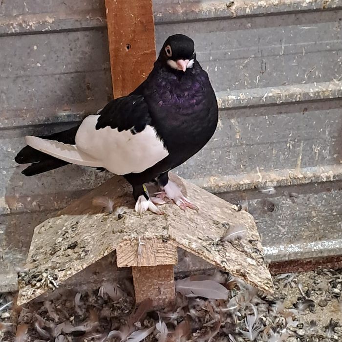 Porumbeii jucători de Călărași și bălțați românești Vlasceni • OLX.ro