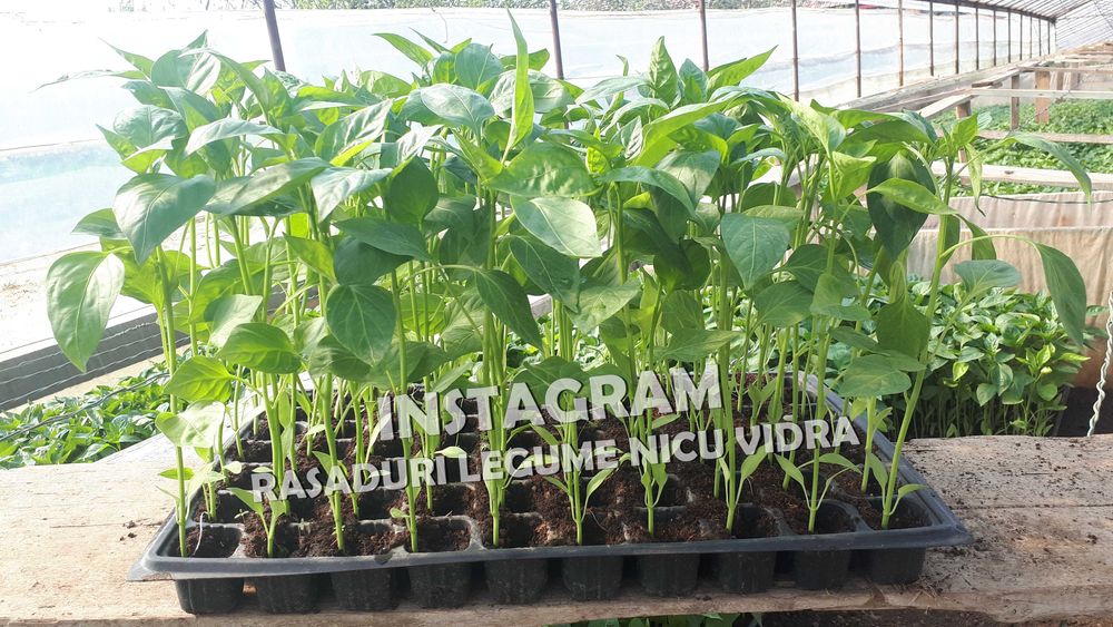 Rasaduri legume : Rasad rosii / tomate ardei castraveti vinete salata ...