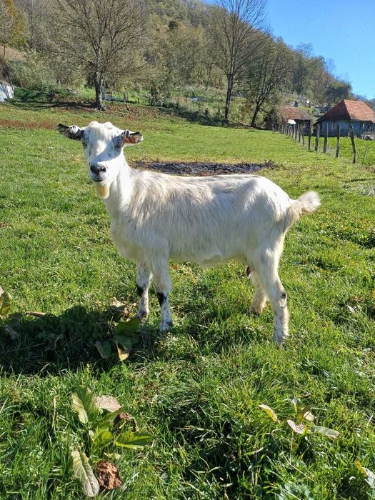 Vand doua capre 400 lei bucata Balsa • OLX.ro