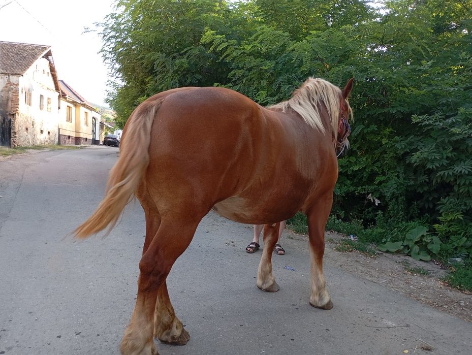 Iapa de vanzare este gestanta Sibiu • OLX.ro