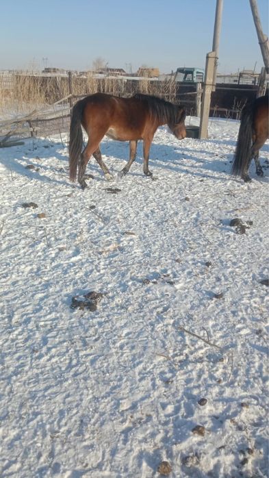 500.000тг бие сатылады - Лошади Аксу на Olx