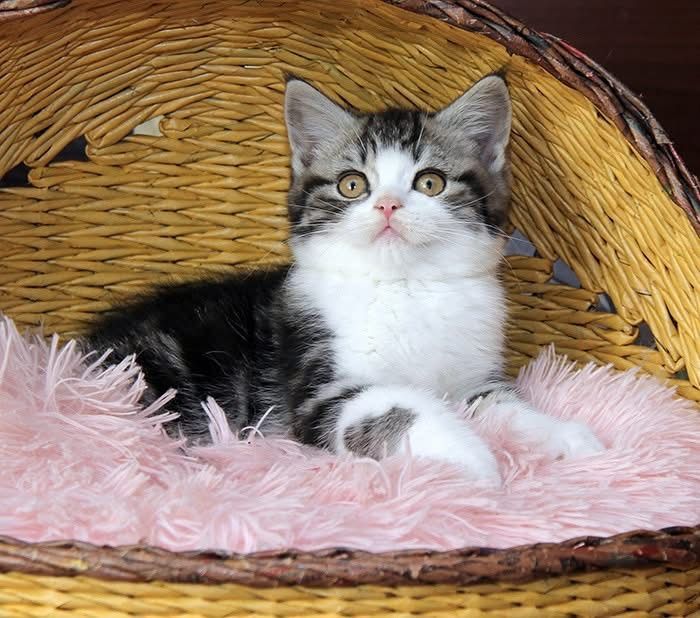 British silver bicolor puiut Bucuresti Sectorul 3 • OLX.ro