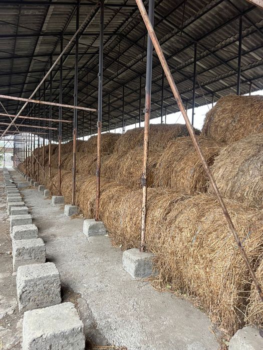 Vand baloti de lucerna Gurbanesti • OLX.ro