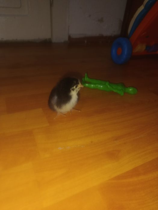 Pui brahma,leghorn,wyandotte,marans,lohmann brown,Isa Brown,gat golaș ...