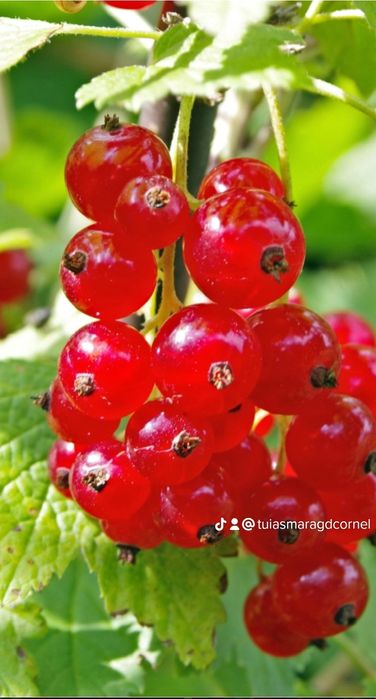 Afin butași Saskaton Smokey 6ron an3perod, afin siberian wortec 6ron ...