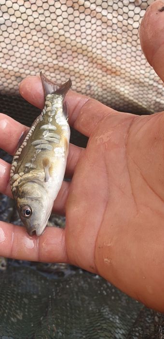 Peste : Crap romanesc , cteno , ( amur ) , salonta , fitofag , novac ...