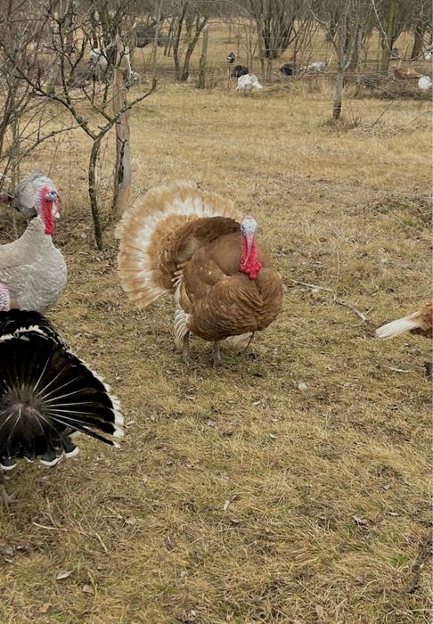 Curcani pentru Paște/Curci si ouă de curcă Valenii de Munte • OLX.ro