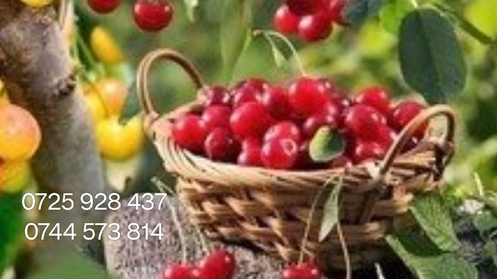 Nuci Alun Paulownia .Columnari.Ciresi.Piersic.Cais.Prun.Par.Mar.Migdal ...