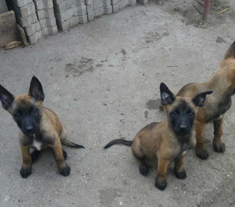 Pui ciobanesc malinois belgian Craiova • OLX.ro