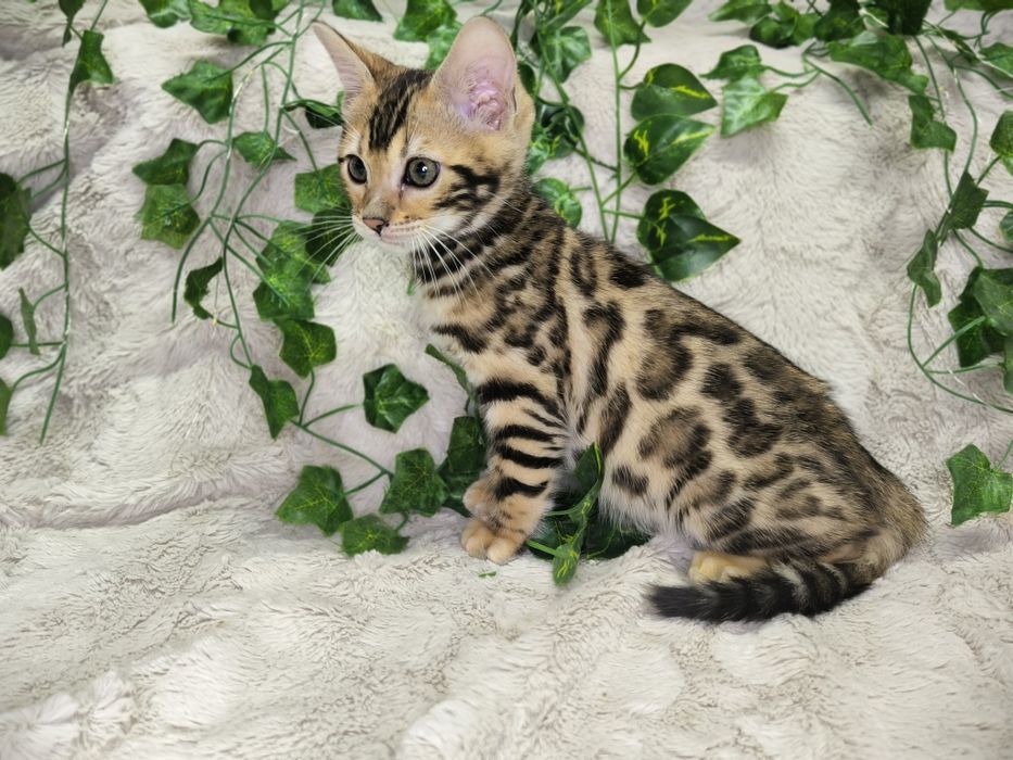 Vand fetita Bengal cu pedigree Oradea • OLX.ro