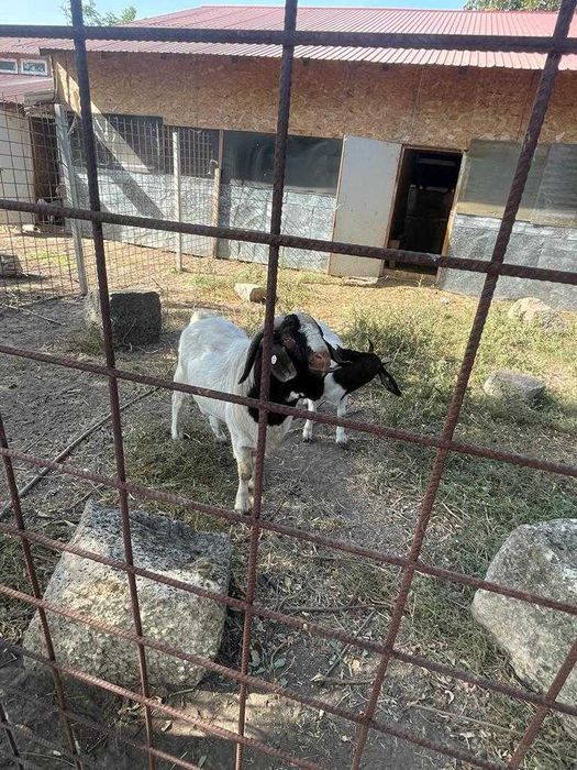 Vand capre boier/iedute/capre anglo-nubiene/metis si carpatin/iedute ...