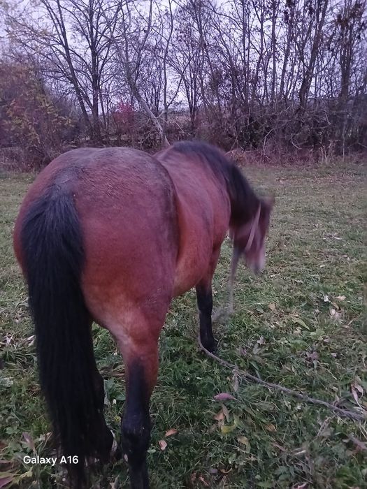 Vând armăsar 13 ani Homorodu de Mijloc • OLX.ro