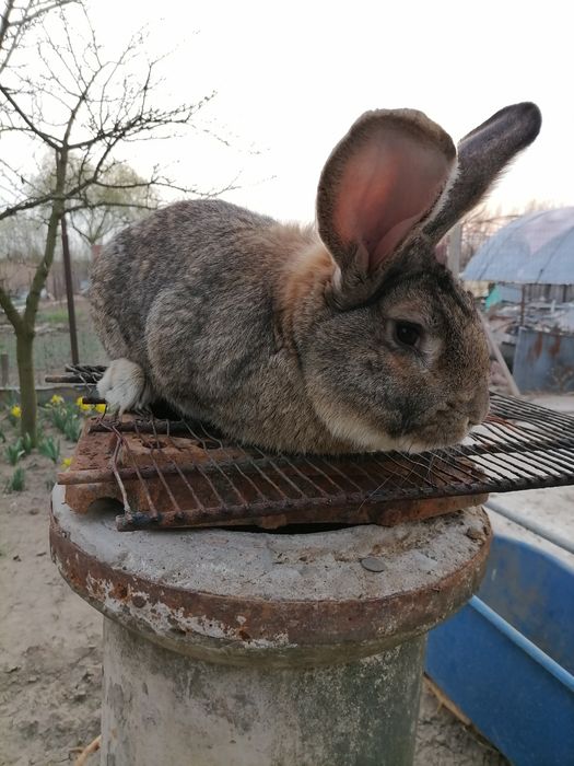 Iepuri pentru carne și de companie cap de leu Varasti • OLX.ro