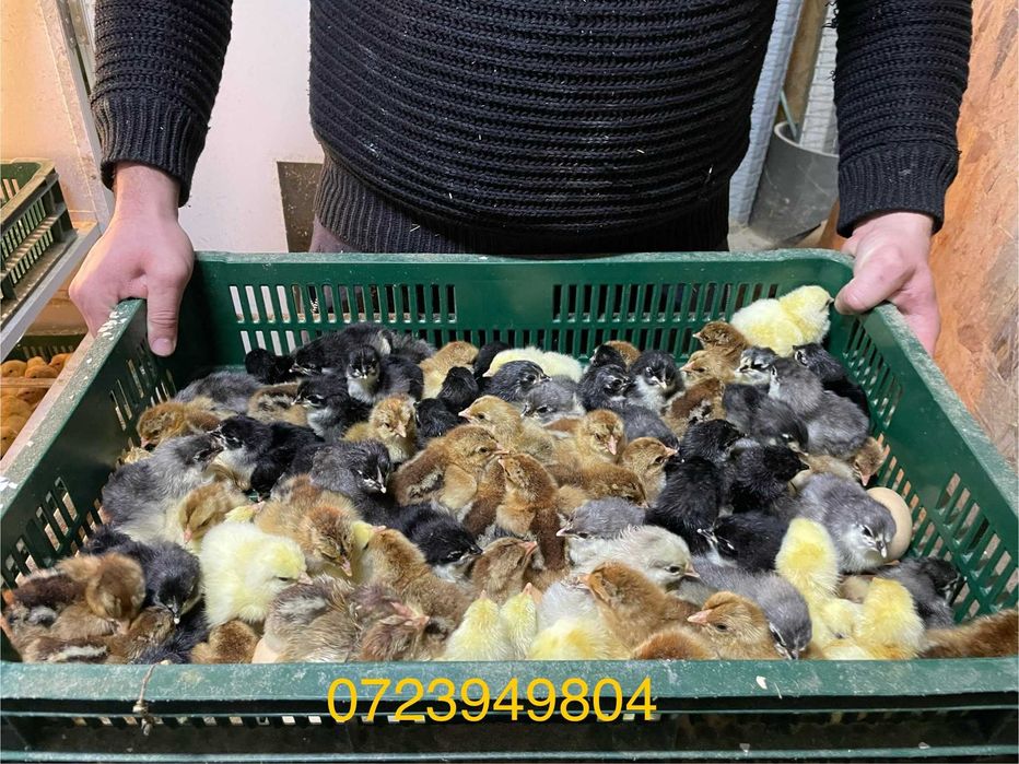 Pui gaini de rasa Australorp Sussex HD Brahma Araucana Marans Jersey ...