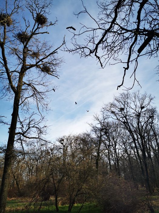 20 Ha Padure stejar la 10 km de Pitești Oarja • OLX.ro