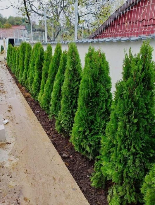 Tuia smarald leylandy pom pon spirale catalpa mesteacăn etc Ilfov ...