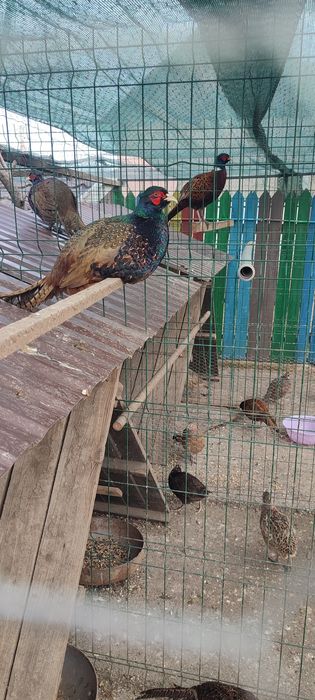 Familii fazani comun și tenebros și familie de Izabel Craiova • OLX.ro