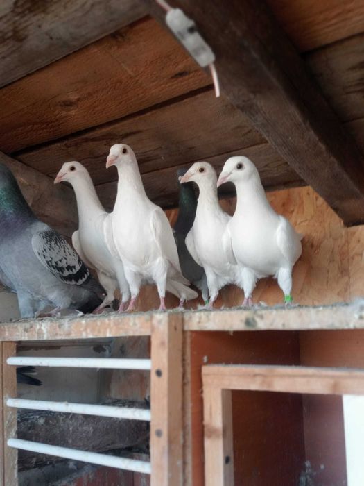 Porumbei voiajori Pitesti • OLX.ro