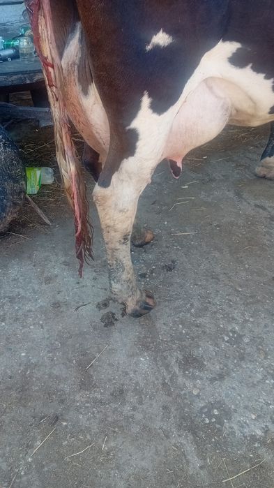 Vaci și juninci de lapte Osica de Sus • OLX.ro