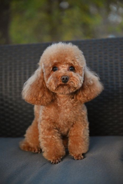 Той Пудел [toy poodle] БАБХ лицензиран развъдник с. Клокотница • OLX.bg
