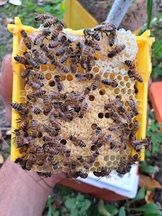 Matci Buckfast F1 Mathias Engel Germania Hunedoara • OLX.ro